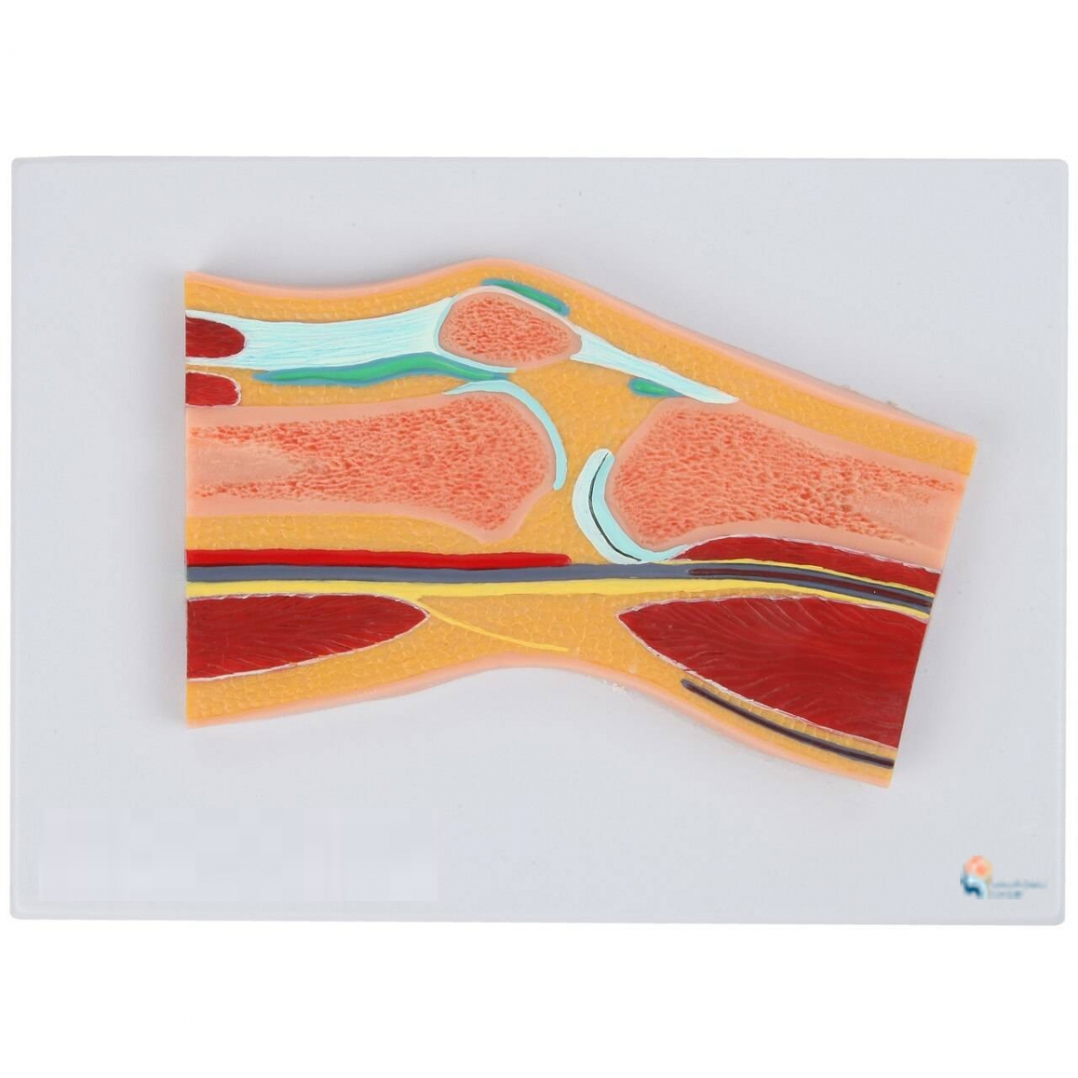 Myaskro Joint Cross-Section Anatomy Model Bundle